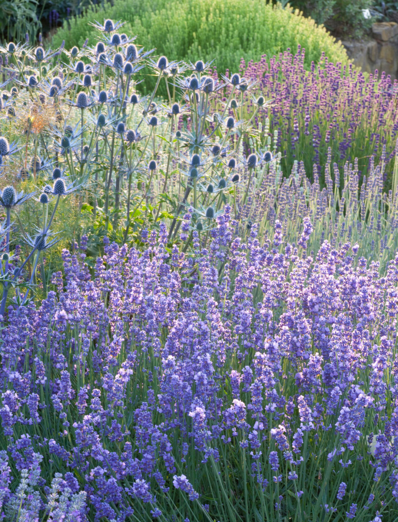 Dig - create a beautiful garden and discover the joy of gardening