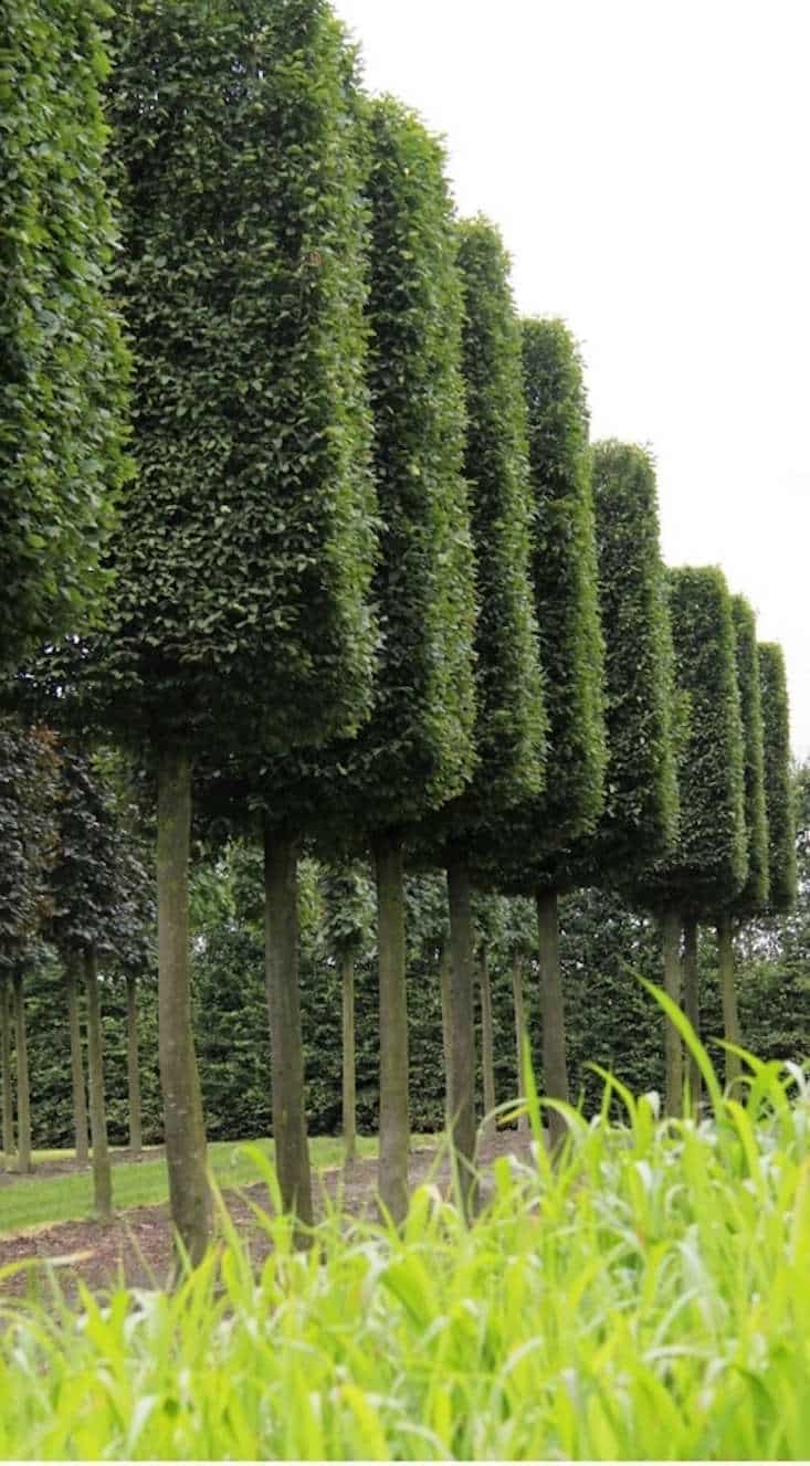Maximising Space with Trees and Shrubs - Dig