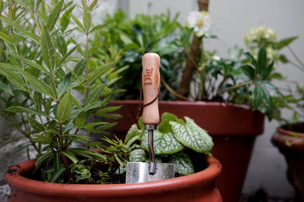 Dig’s Top Tips for planting up: in a pot vs the ground - Dig