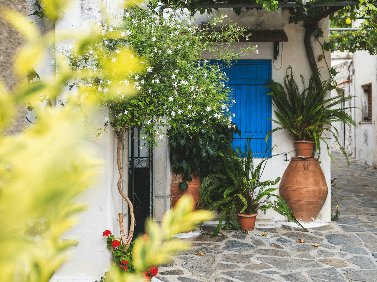 Dig’s Top Tips for planting up: in a pot vs the ground - Dig