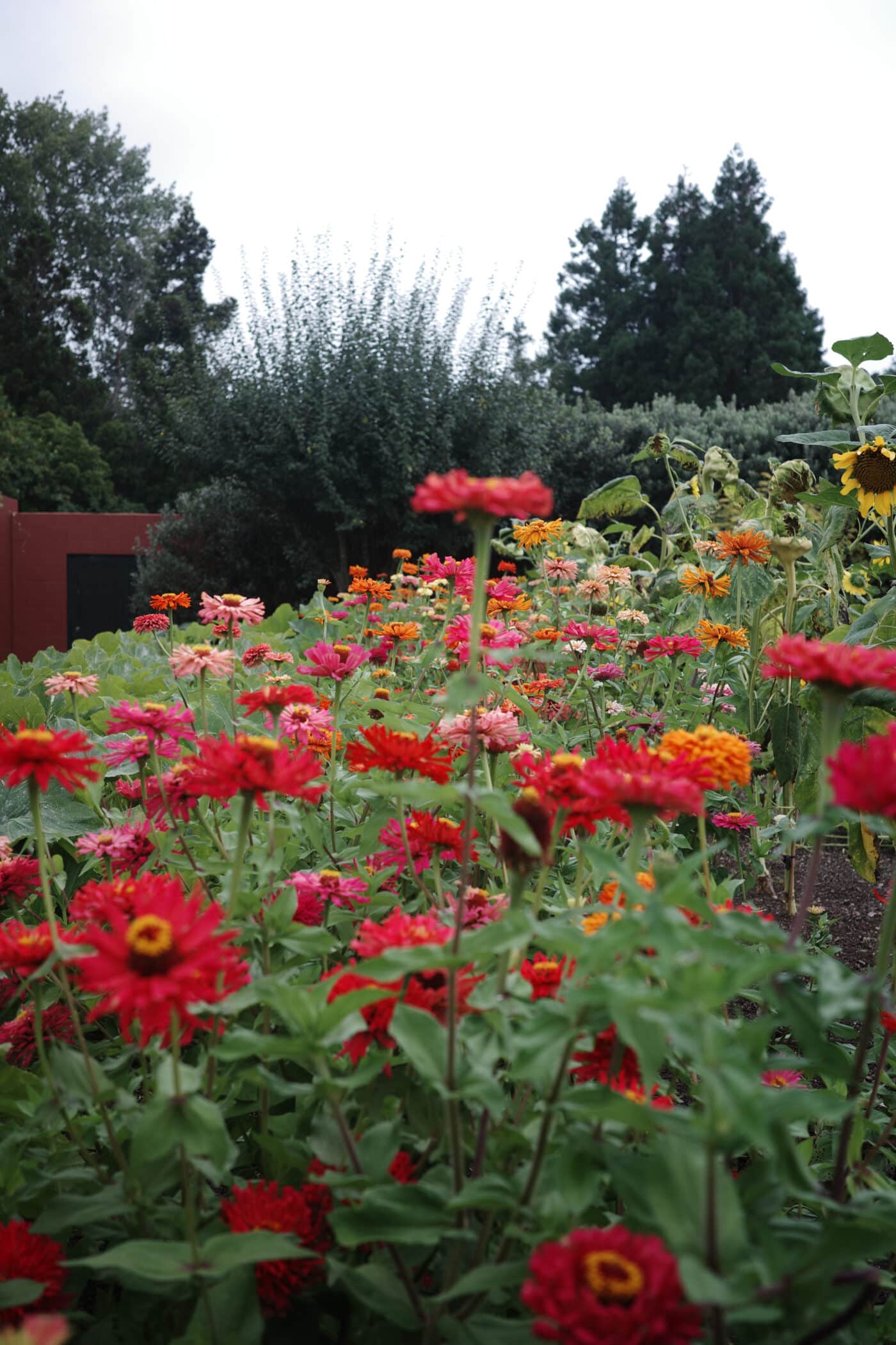 Garden Inspiration at Hamilton Gardens, NZ - Dig