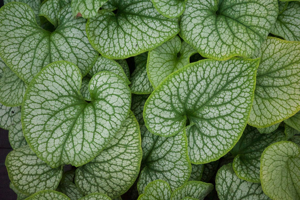 Brunnera 'Alexander Great' - Dig