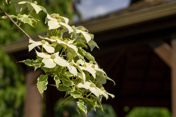 Cornus florida - Dig