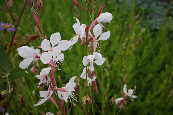 Gaura 'Karalee White' - Dig