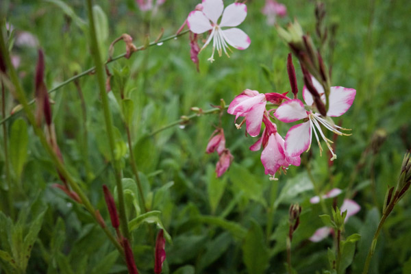 Gaura 'Rosyjane' - Dig