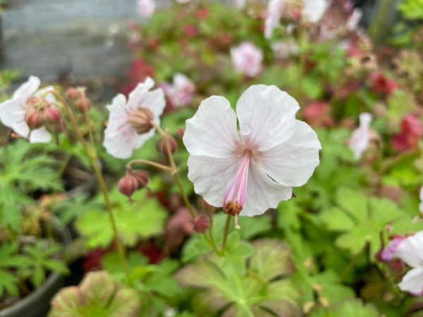 Geranium 'Biokovo' - Dig