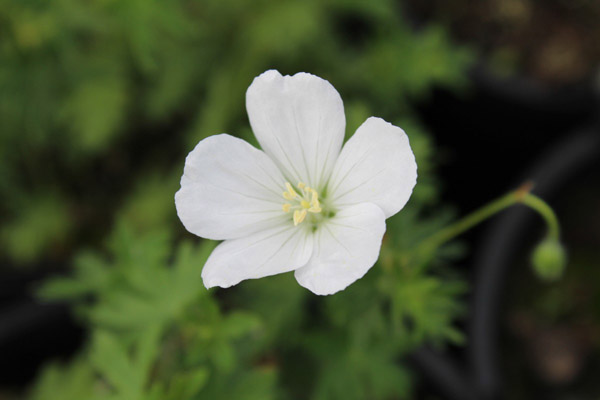 Geranium sanguineum 'Alba' - Dig