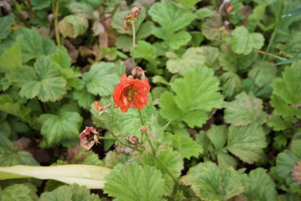 Geum 'Scarlet Tempest' - Dig