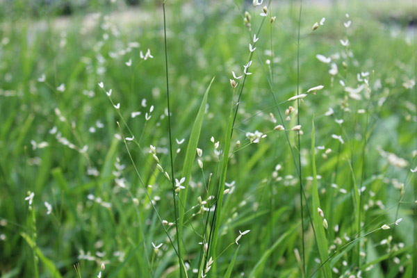 Melica altissima 'Alba' - Dig