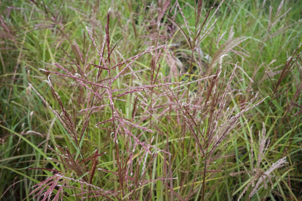 Mispanthus Famingo - Dig