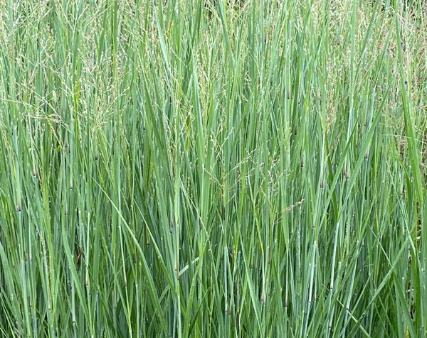 Panicum - Dig