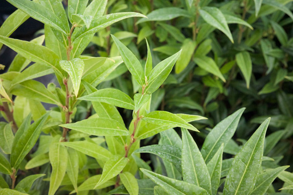 Sarcococca hook. Winter Gem - Dig