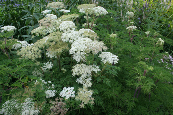Selinum wallichianum - Dig
