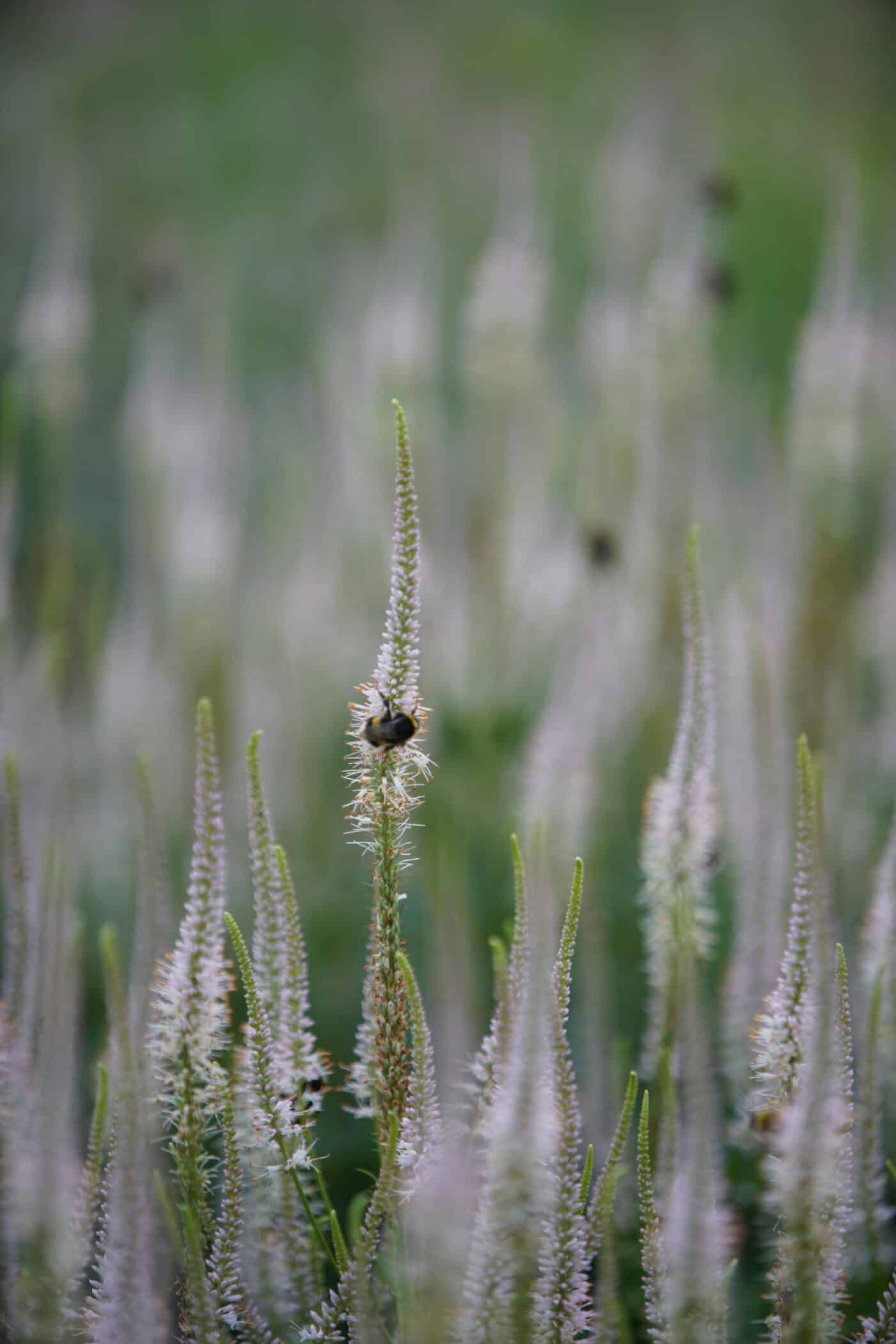 Veronicastrum virginicum 'Album' - Dig