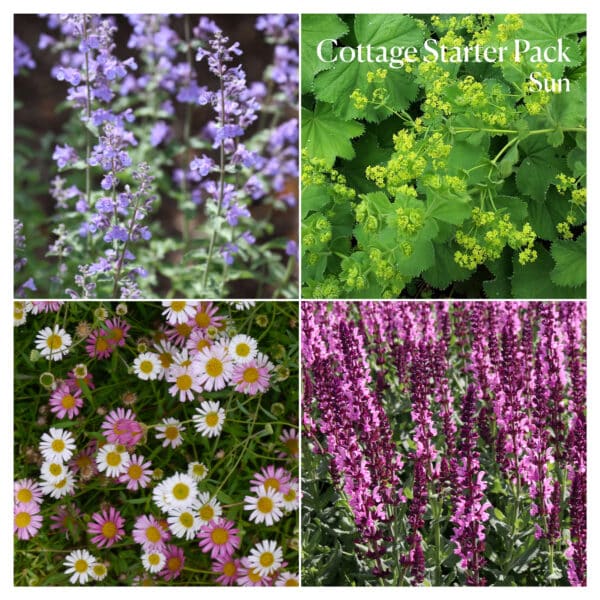 Plant Collections - Dig