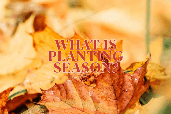 What is Planting Season? The gardener's secret weapon - Dig